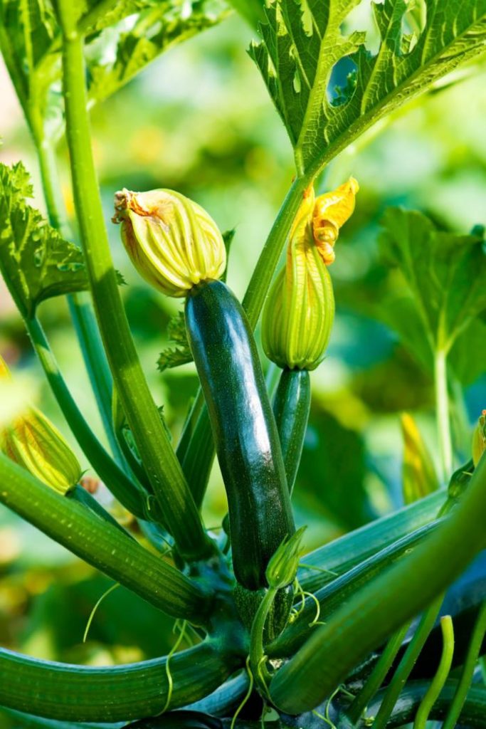 Courgette bereiden: tips en recepten – GroenteGroente.nl