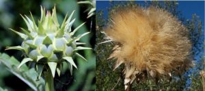 Kardoen: recepten, kweektips en meer – GroenteGroente.nl