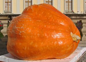 Pompoen bereiden: tips en recepten – GroenteGroente.nl